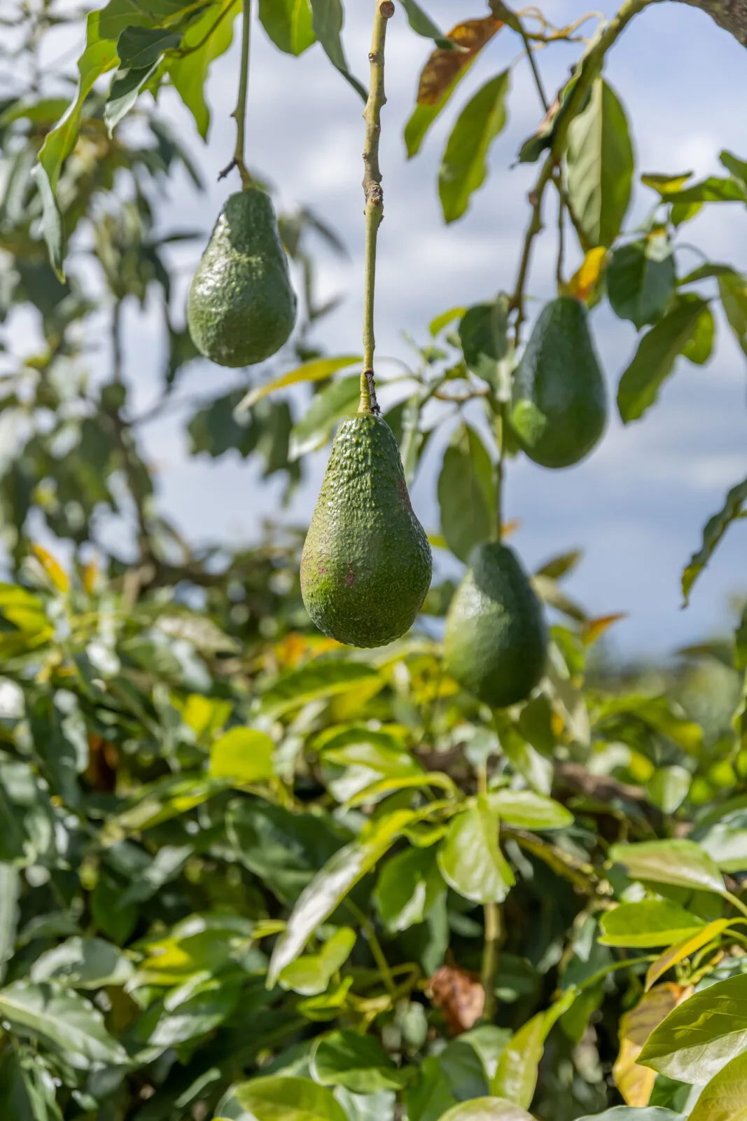 Sustainable Avocado Value Chains in Rwanda for Dutch Agribusiness | HARVEST